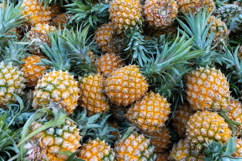 Pineapple Fruit - Lima Seed Viet Nam
